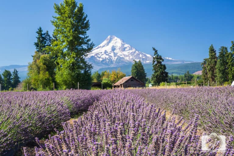 5 Unique Lavender Fields and Lavender Farms in the USA