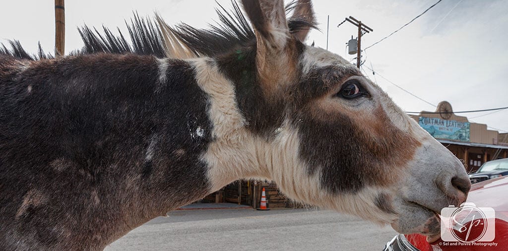 Weekend Adventures: Route 66 Itinerary Flagstaff to Oatman