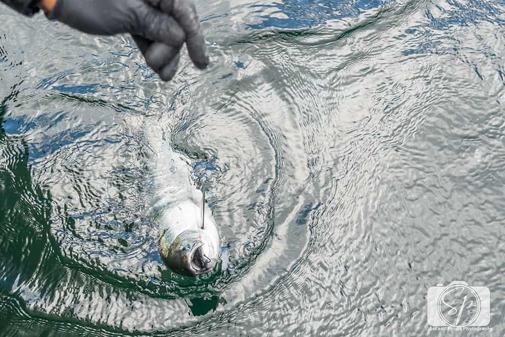 Steamboat Bay Fishing Club - Alaska Luxury Fishing