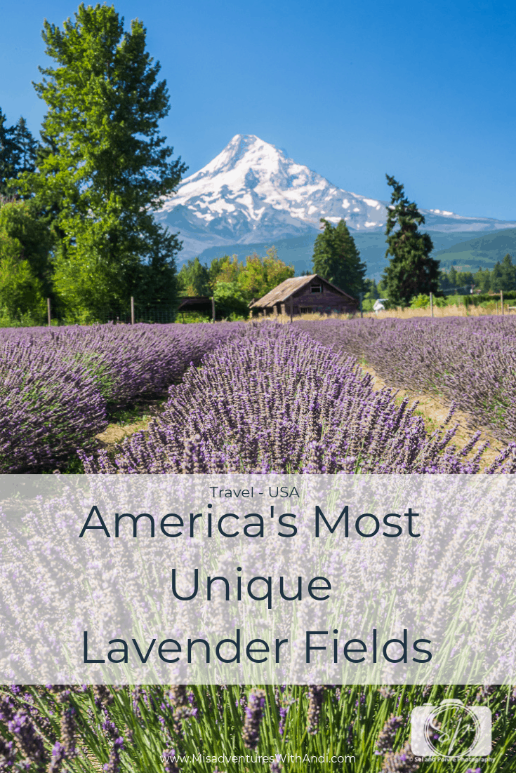 5 Unique Lavender Fields and Lavender Farms in the USA
