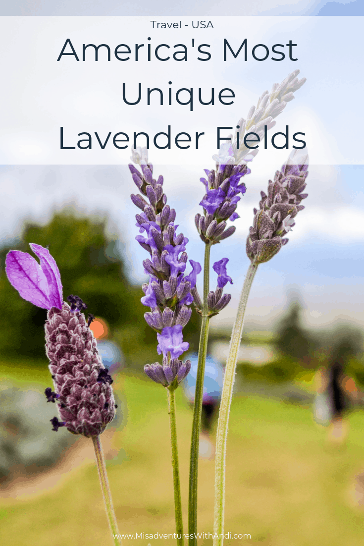 5 Unique Lavender Fields and Lavender Farms in the USA