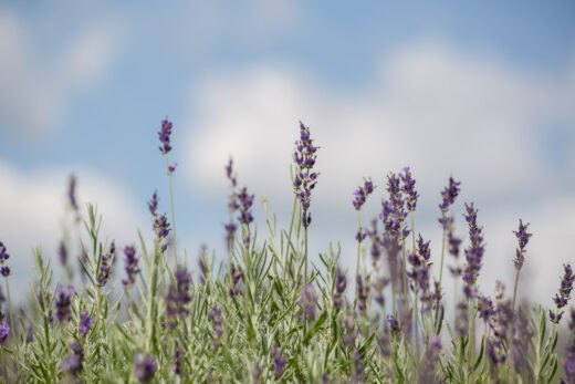 60+ Best Day Trips from Phoenix for 2024