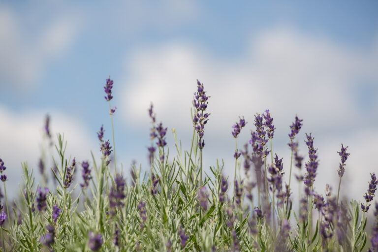 60+ Best Day Trips from Phoenix - Misadventures with Andi