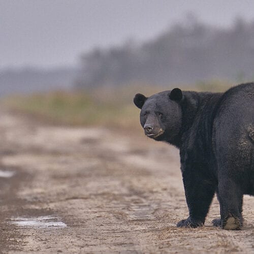 Pocosin Lakes National Wildlife Refuge: The Pungo Unit