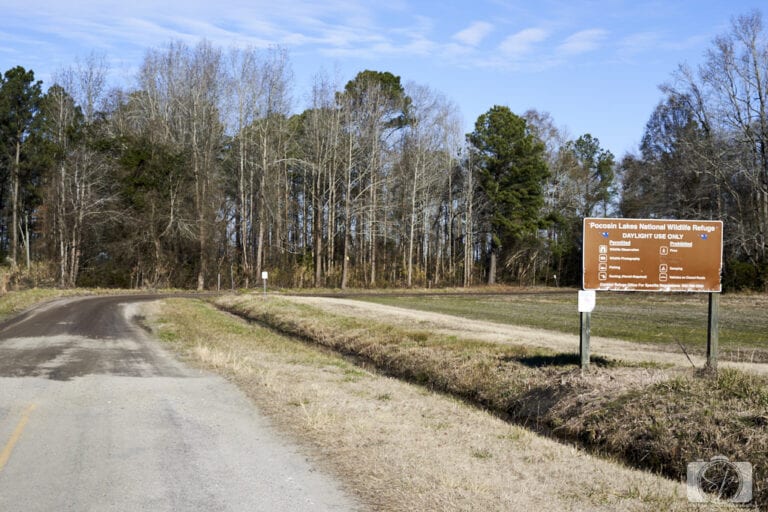 Pocosin Lakes National Wildlife Refuge: The Pungo Unit