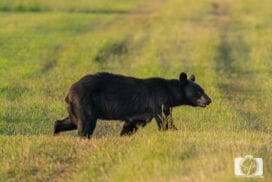 Pocosin Lakes National Wildlife Refuge: The Pungo Unit