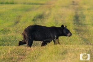 Pocosin Lakes National Wildlife Refuge: The Pungo Unit