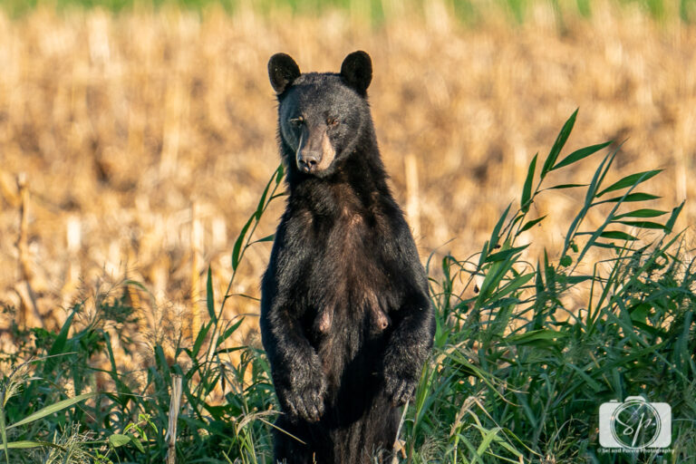 Pocosin Lakes National Wildlife Refuge: The Pungo Unit
