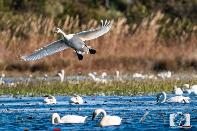 Pocosin Lakes National Wildlife Refuge: The Pungo Unit