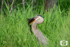Pocosin Lakes National Wildlife Refuge: The Pungo Unit
