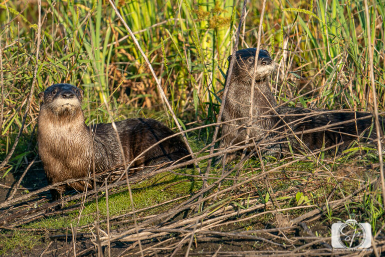 Pocosin Lakes National Wildlife Refuge: The Pungo Unit