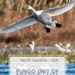 Pocosin Lakes National Wildlife Refuge: The Pungo Unit
