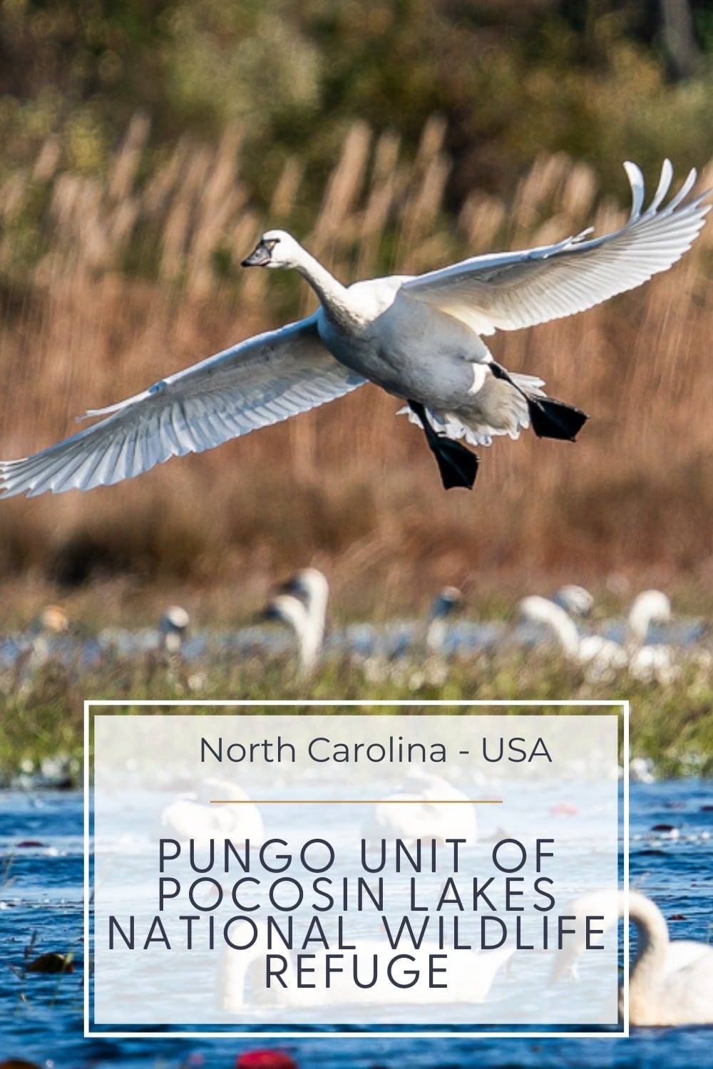 Pocosin Lakes National Wildlife Refuge: The Pungo Unit