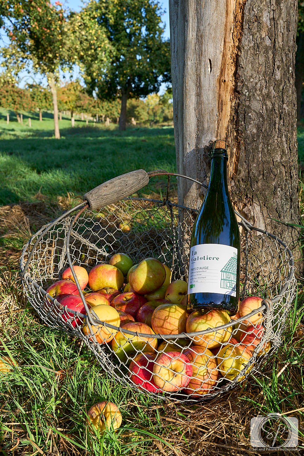 All About French Cider in Normandy