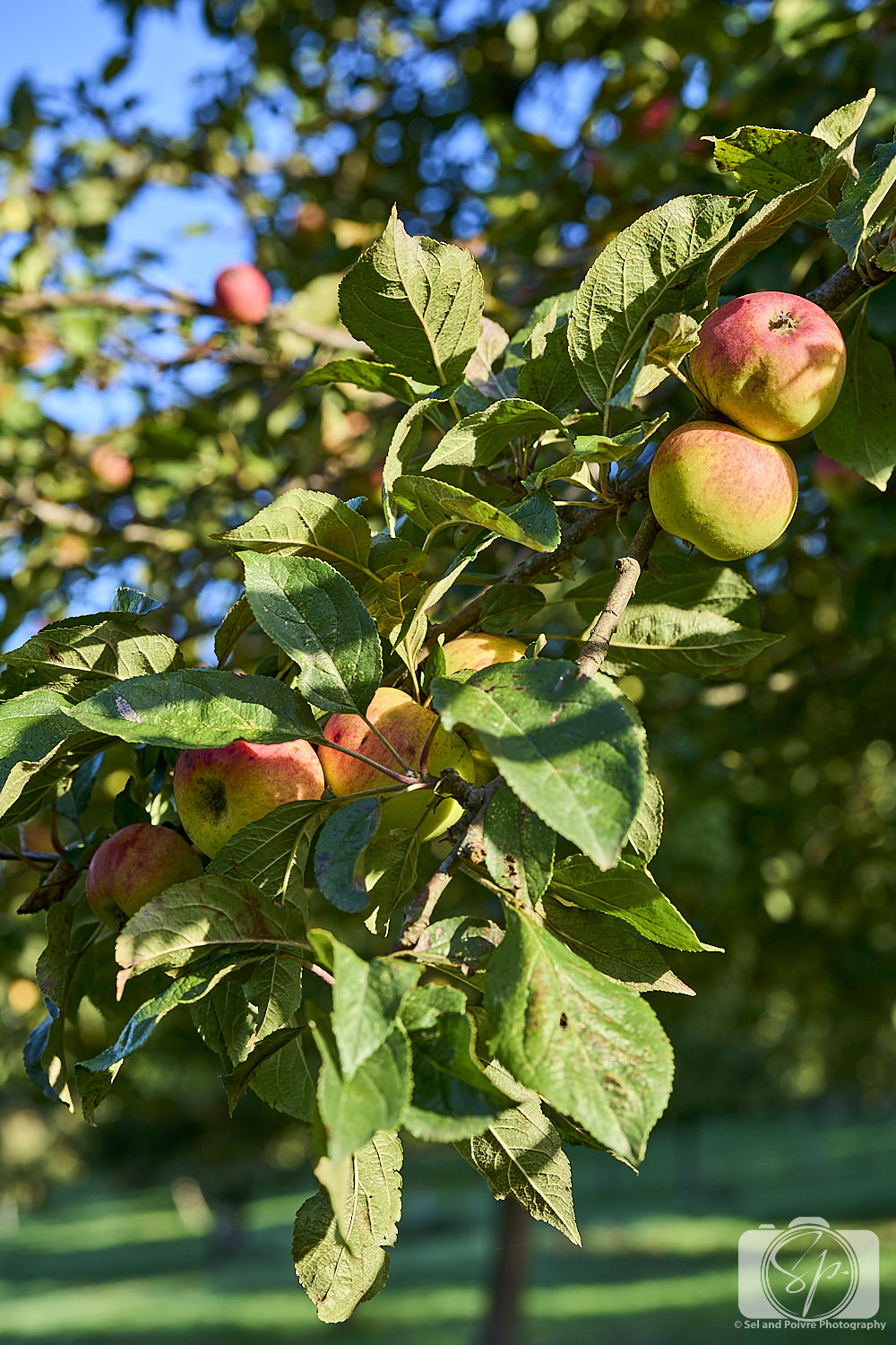All About French Cider in Normandy